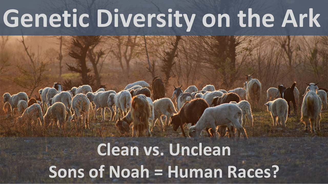 Genetic diversity on the Ark | Biblical Genetics