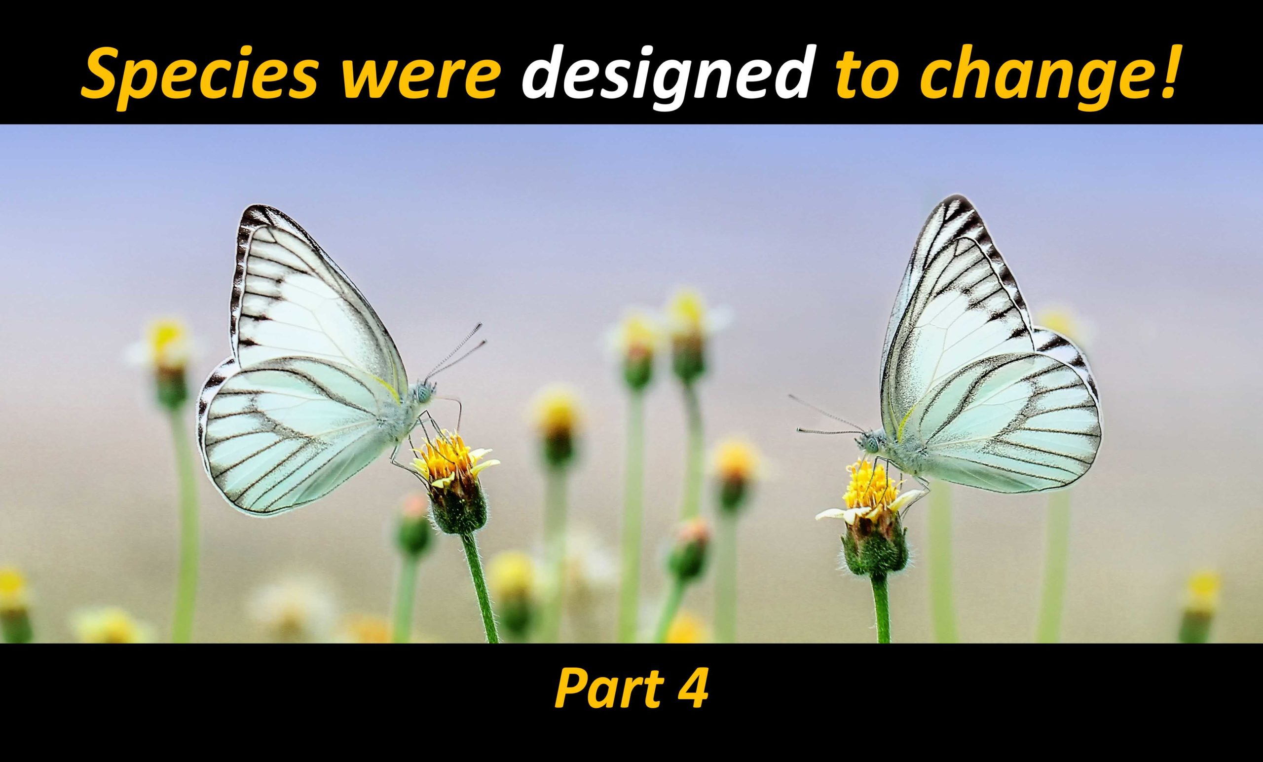 The Amazing Braided Baramin Concept is Intrinsic to Creation | Biblical ...