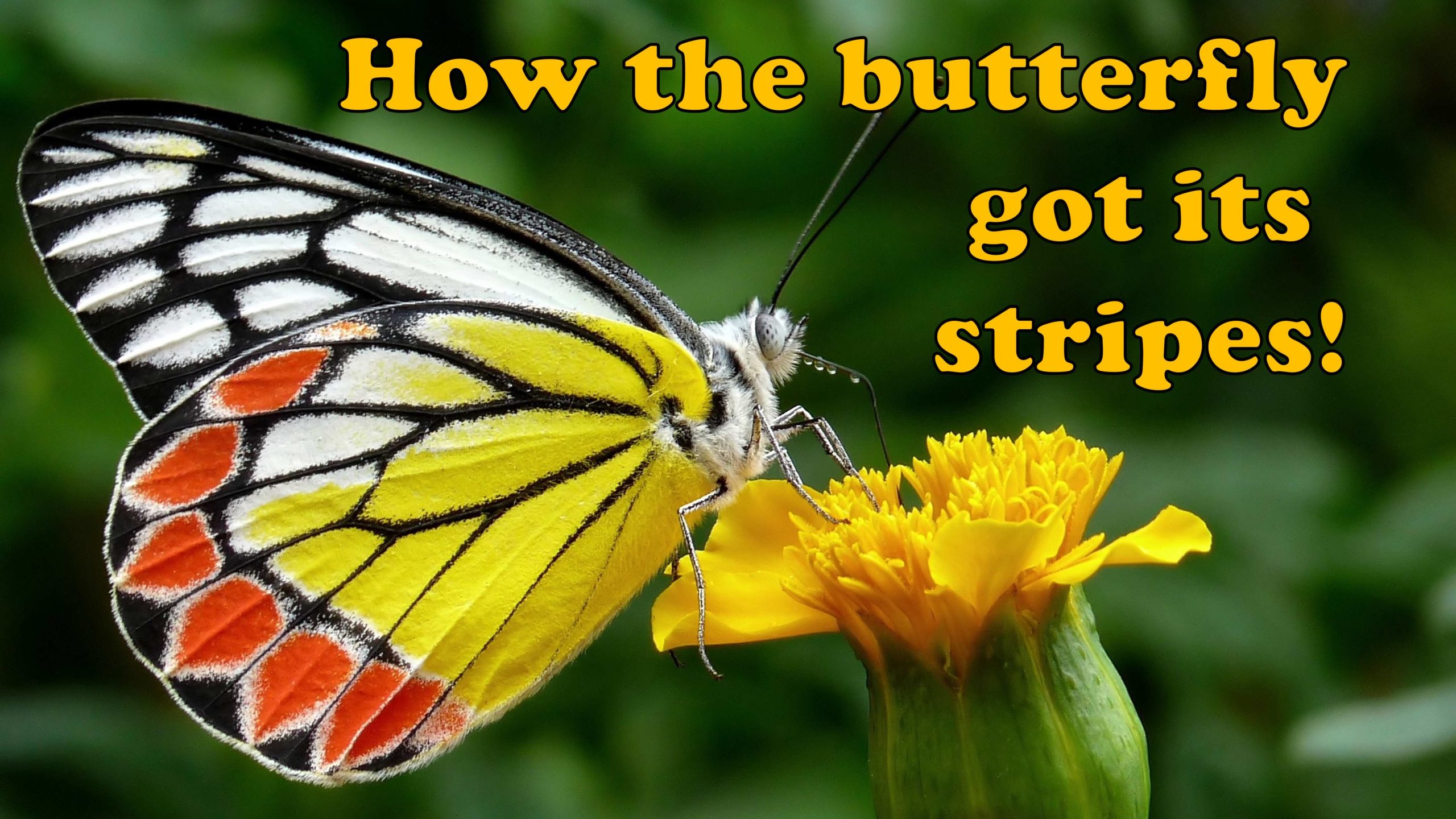 How the butterfly got its stripes | Biblical Genetics