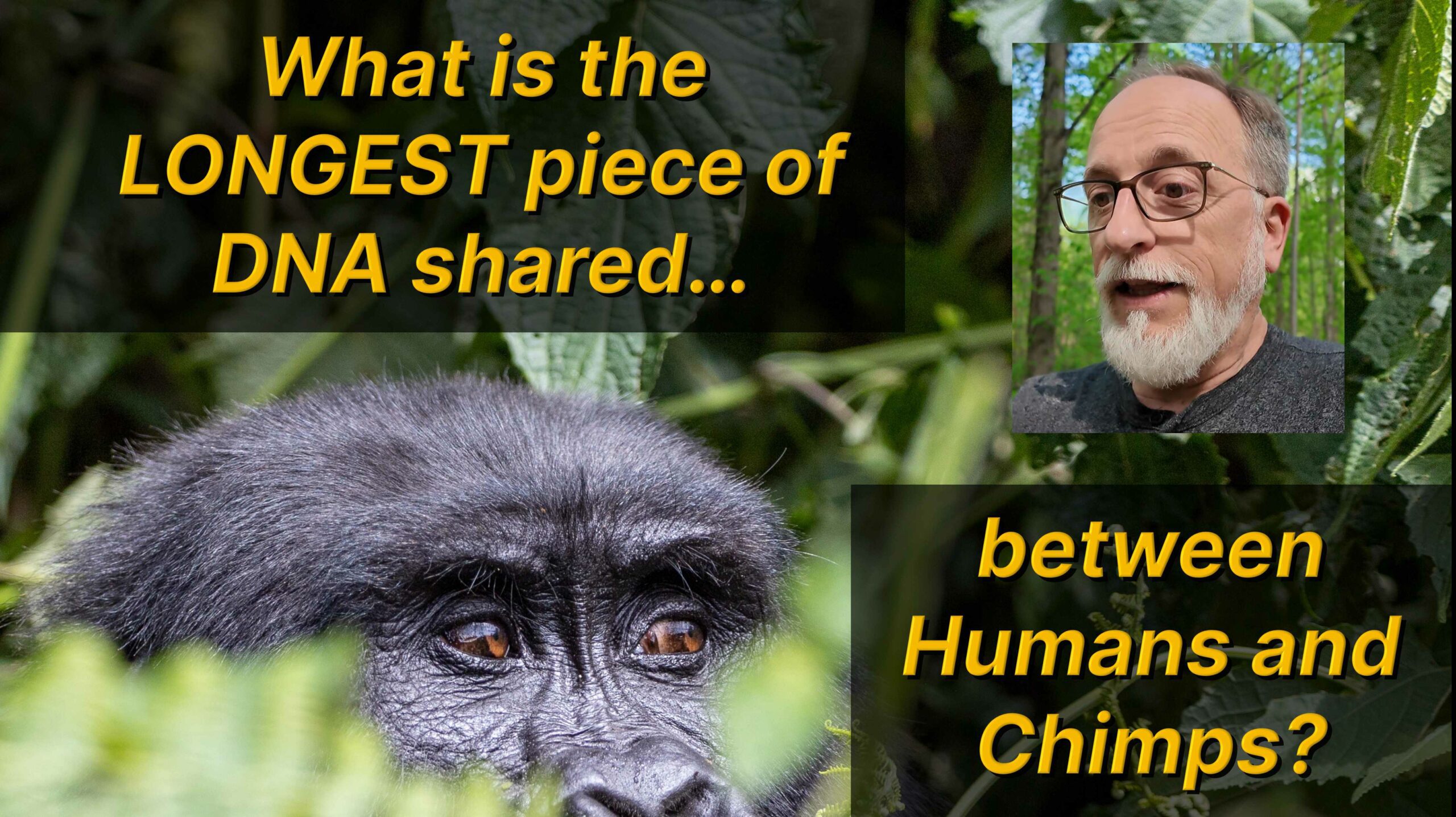 What is the longest match between the human and chimpanzee genomes ...